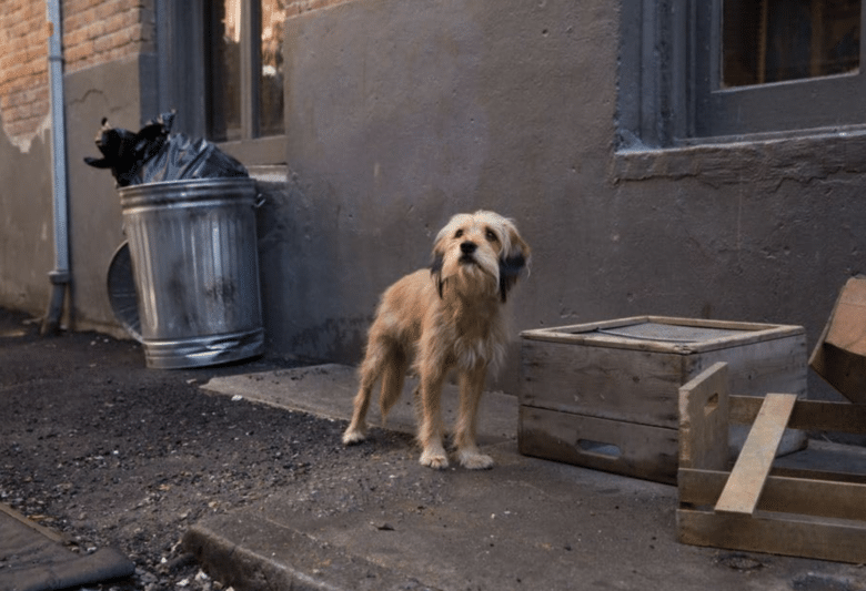 The greatest animal actors of all time - MediaFeed