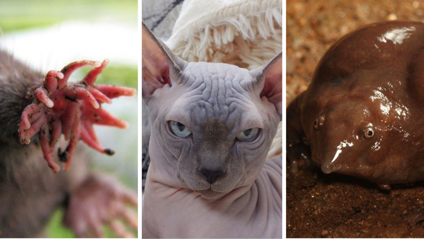 11 Photos of the Ugliest Animals in the World - MediaFeed