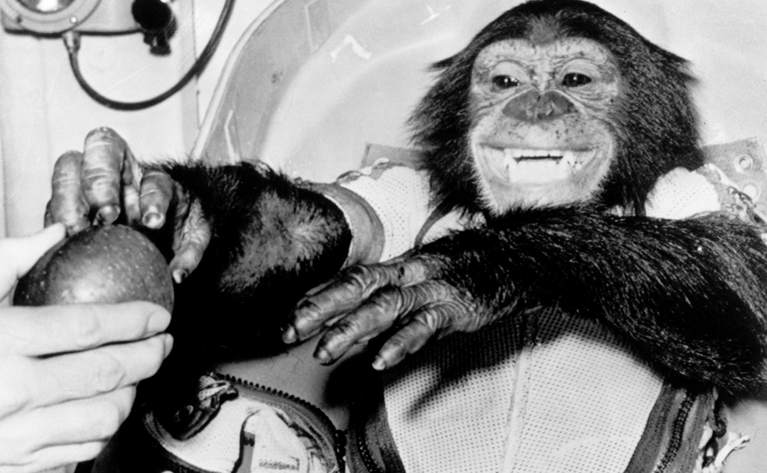 This day in history: Ham the astrochimp journeys to space - MediaFeed